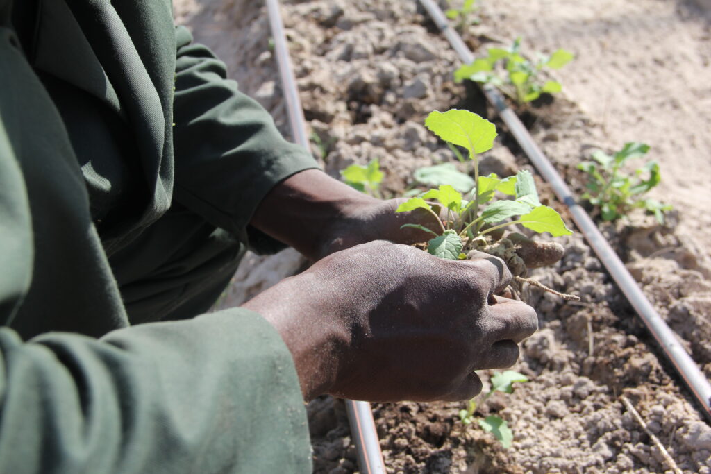 Climate Smart Agriculture - SAVE Wildlife