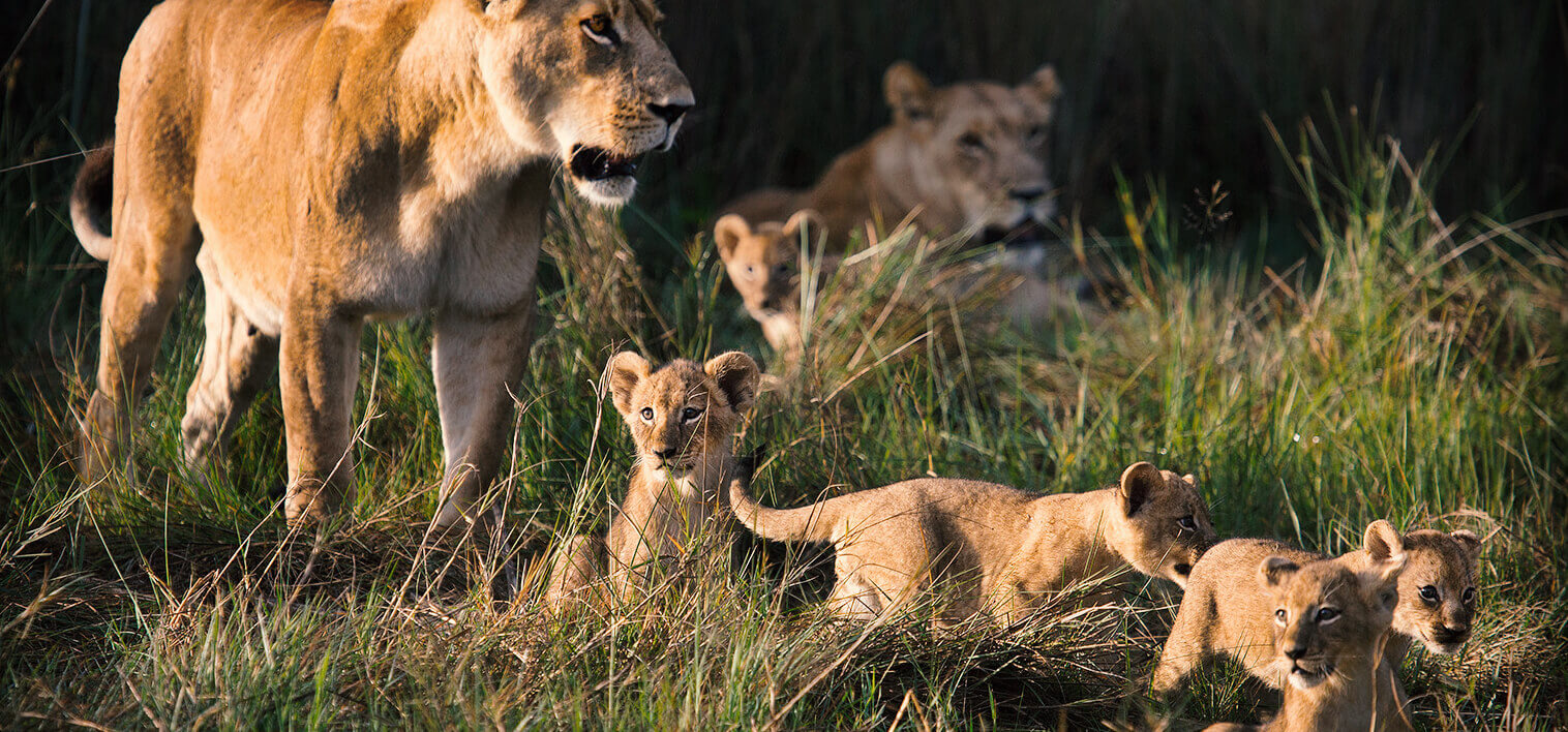 Next Generation - SAVE Wildlife